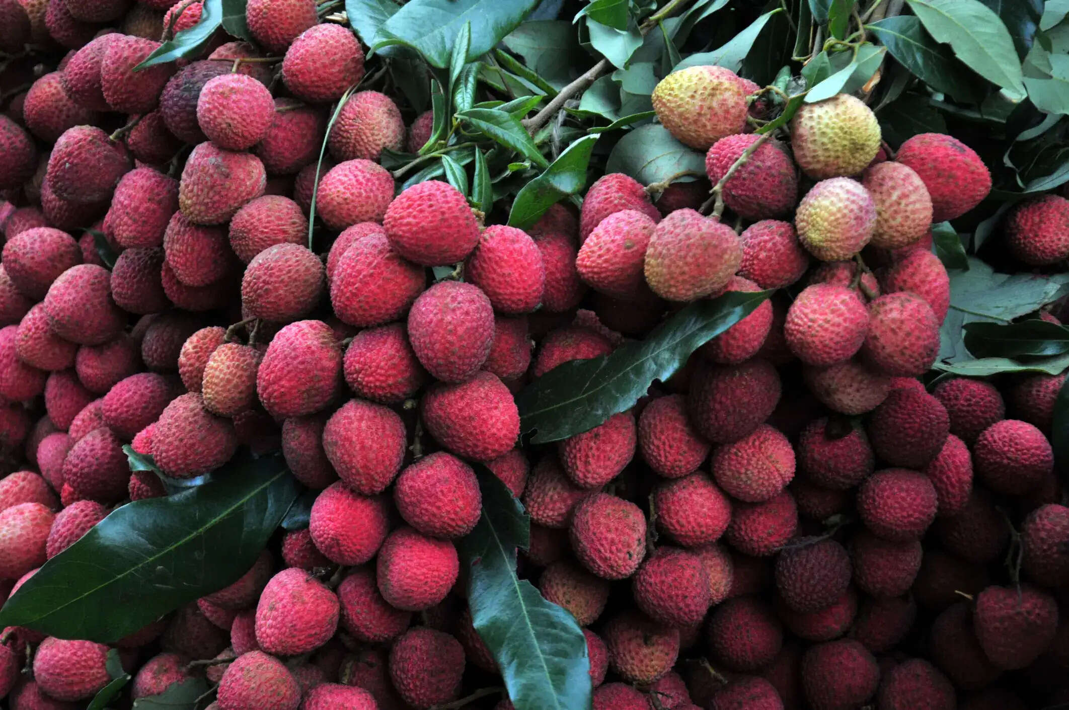 Tezpur litchi from assam makes debut in dubai boosting indias gi tagged ...
