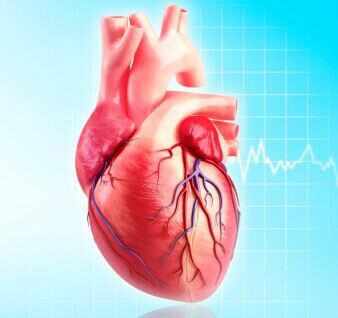 Cardiac Muscle Human Anatomy Organs Building A Coregeous EmbodyMap,