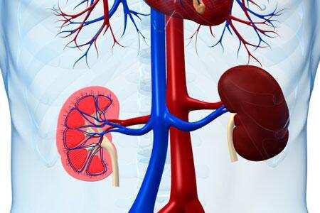 Kidney Anatomy Denoyer Geppert Deluxe Left Kidney Anatomy Model