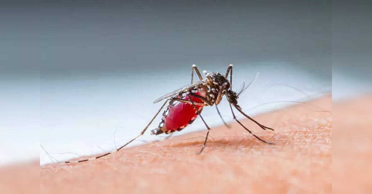 Bangladesh hit by worst dengue outbreak on record: WHO, ETHealthworld