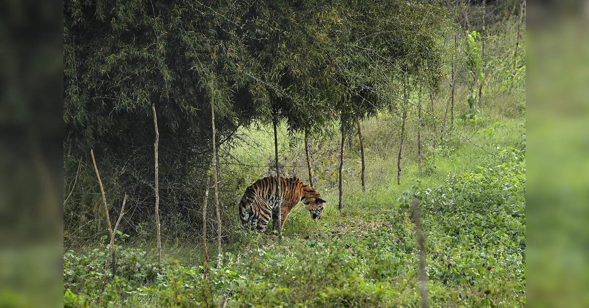 Bandipur Tiger Reserve: Bandipur Witnessed Record Number Of Visitors In ...