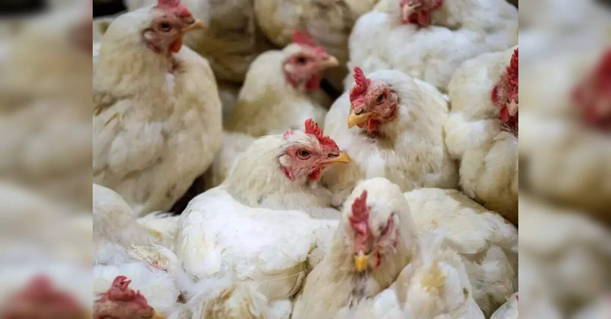 H5 Bird Flu Virus Infection: Colorado reports three presumptive human ...