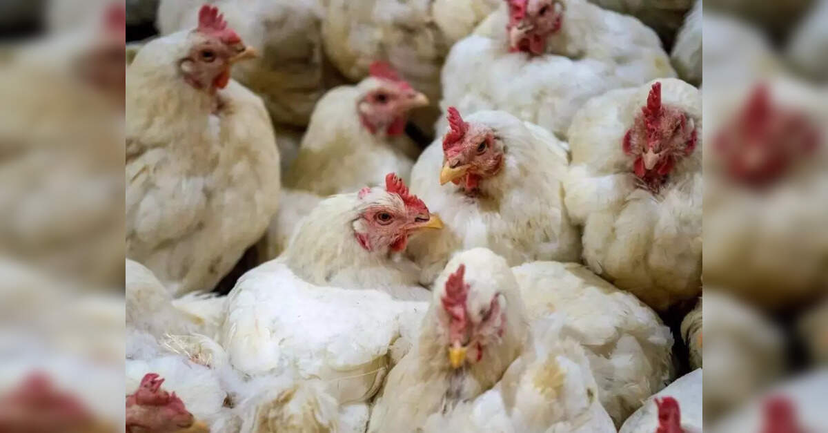 Colorado confirms four human bird flu infections, fifth suspected ...