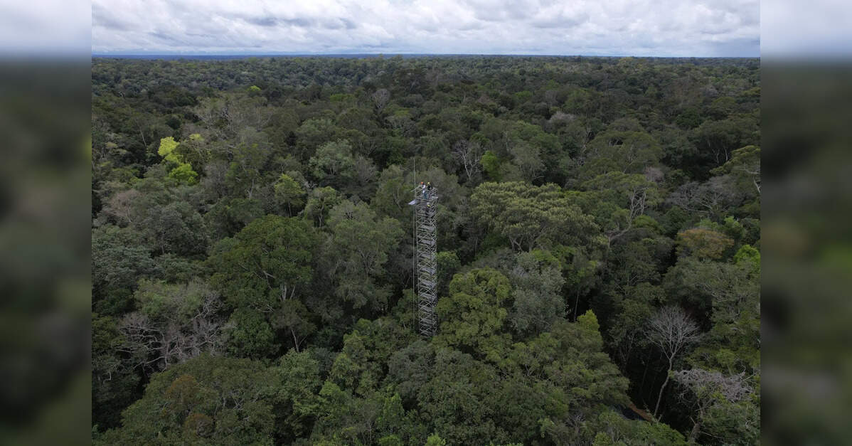 Amazon rainforest stores carbon for the world, but this carbon sink is ...