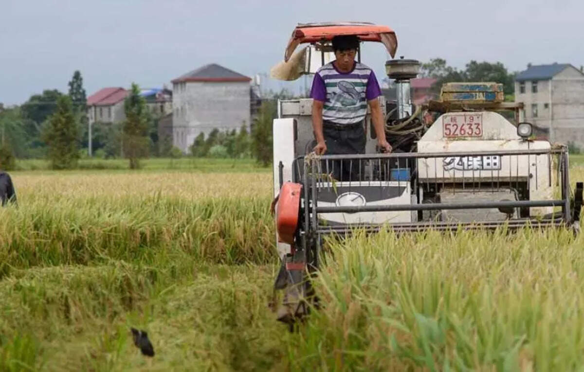 China fines Sinograin and others for transporting cooking oil in ...