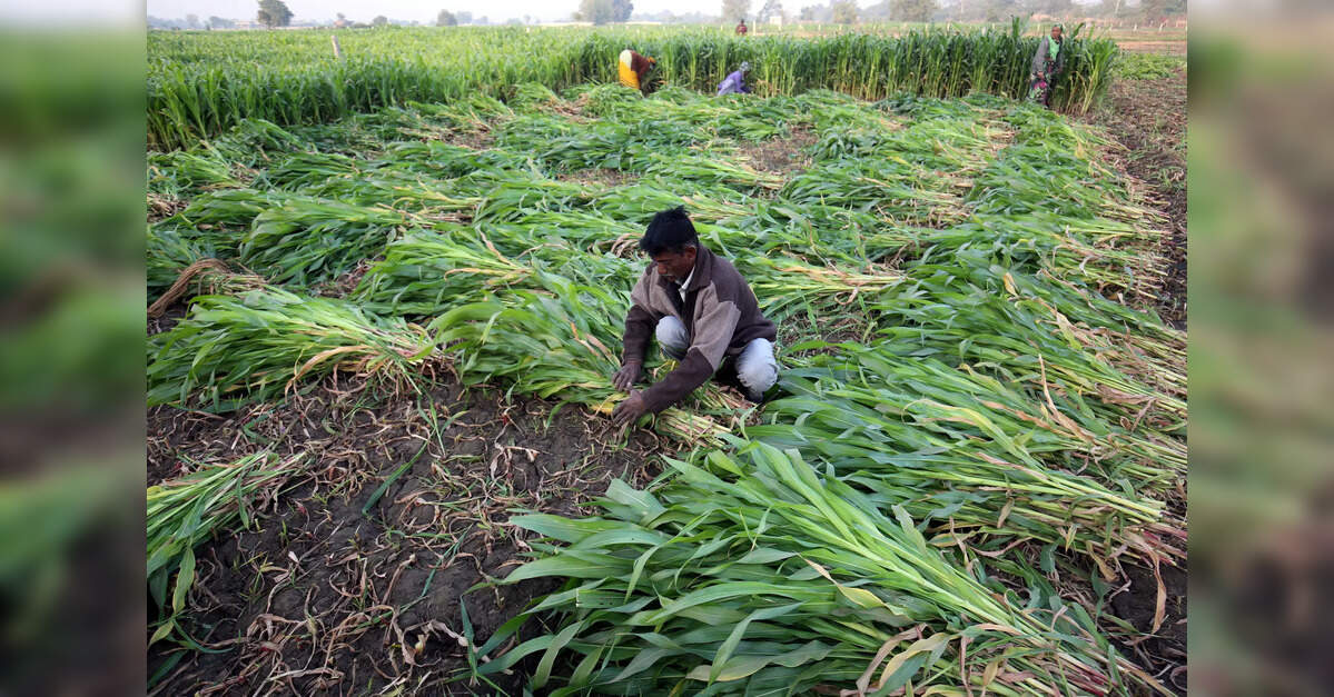 India key market for Syngenta, focus on innovation for farmers: CEO ...