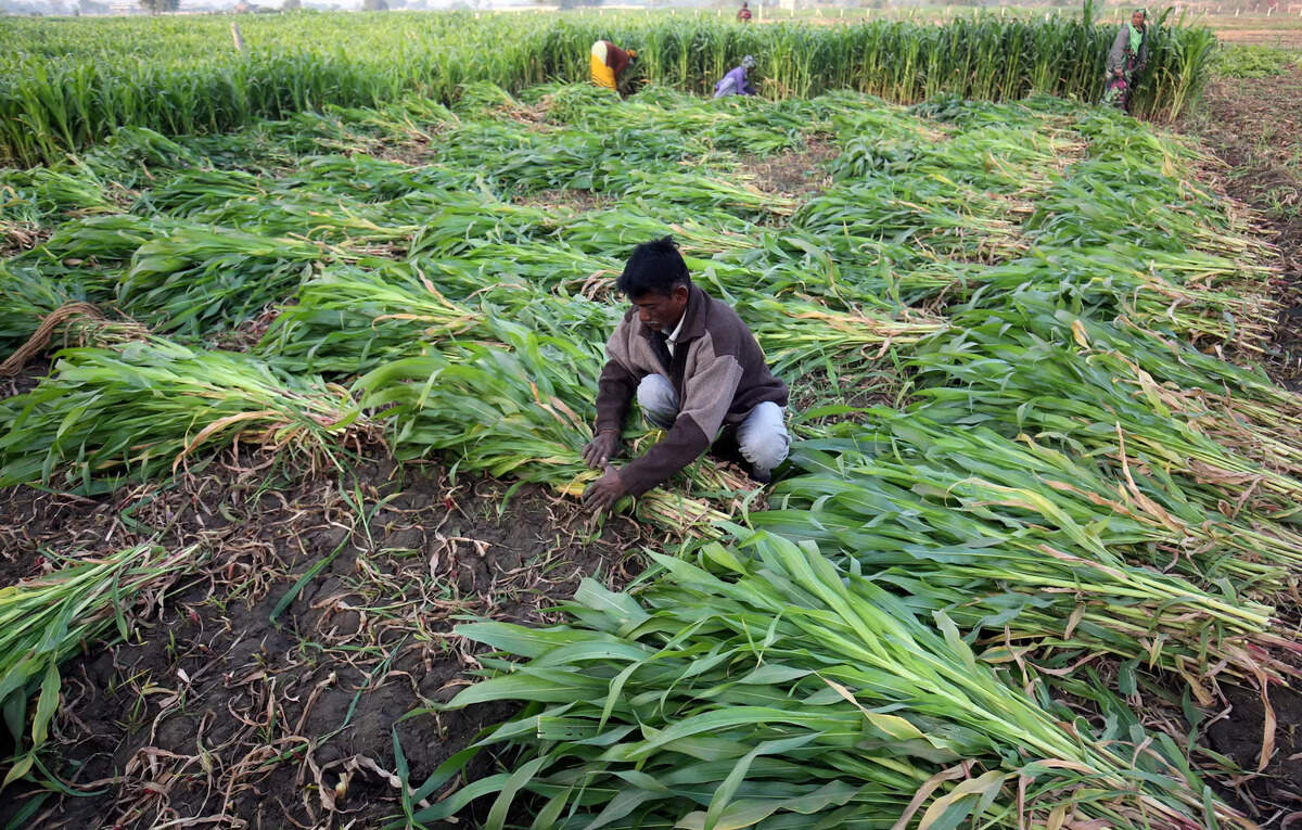 India key market for Syngenta, focus on innovation for farmers: CEO ...