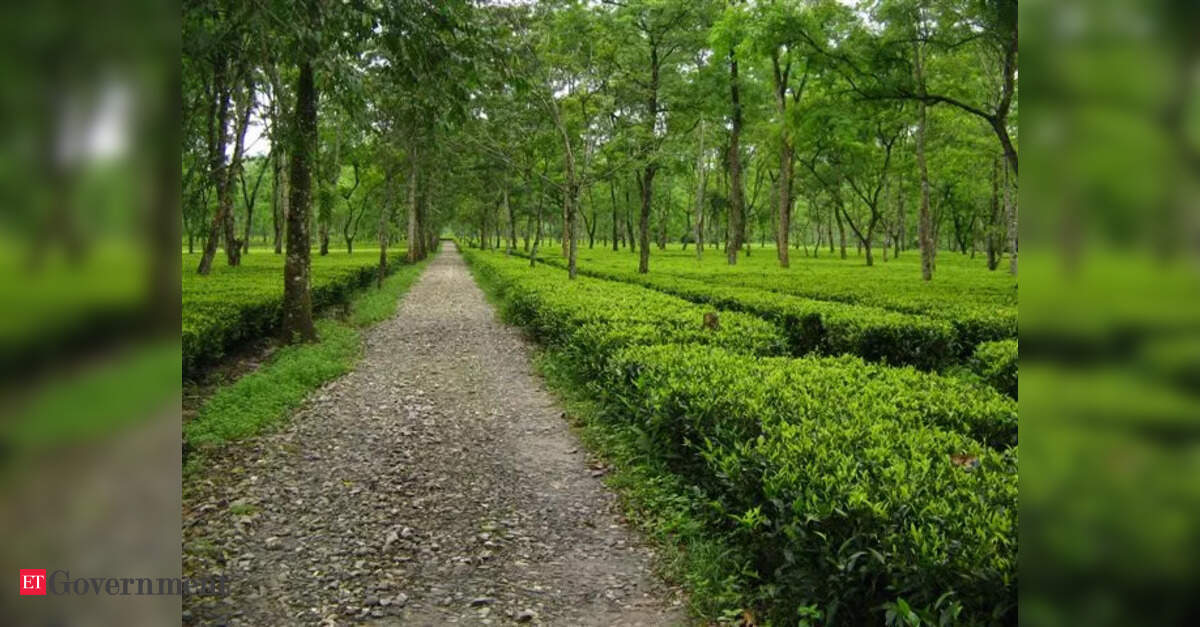 Forest Definition: What is a forest? Environmentalists challenge India ...