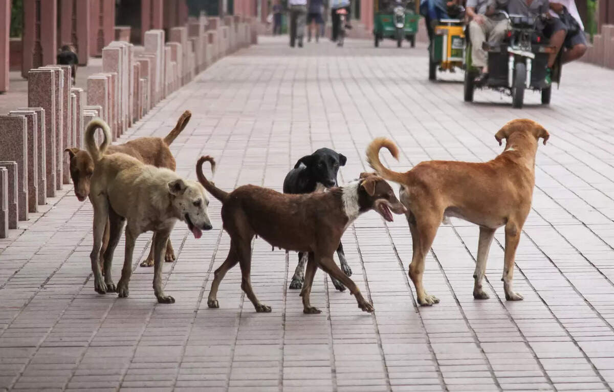 Hospital Authorities: Footage of dog eating human limb outside Jaipur ...
