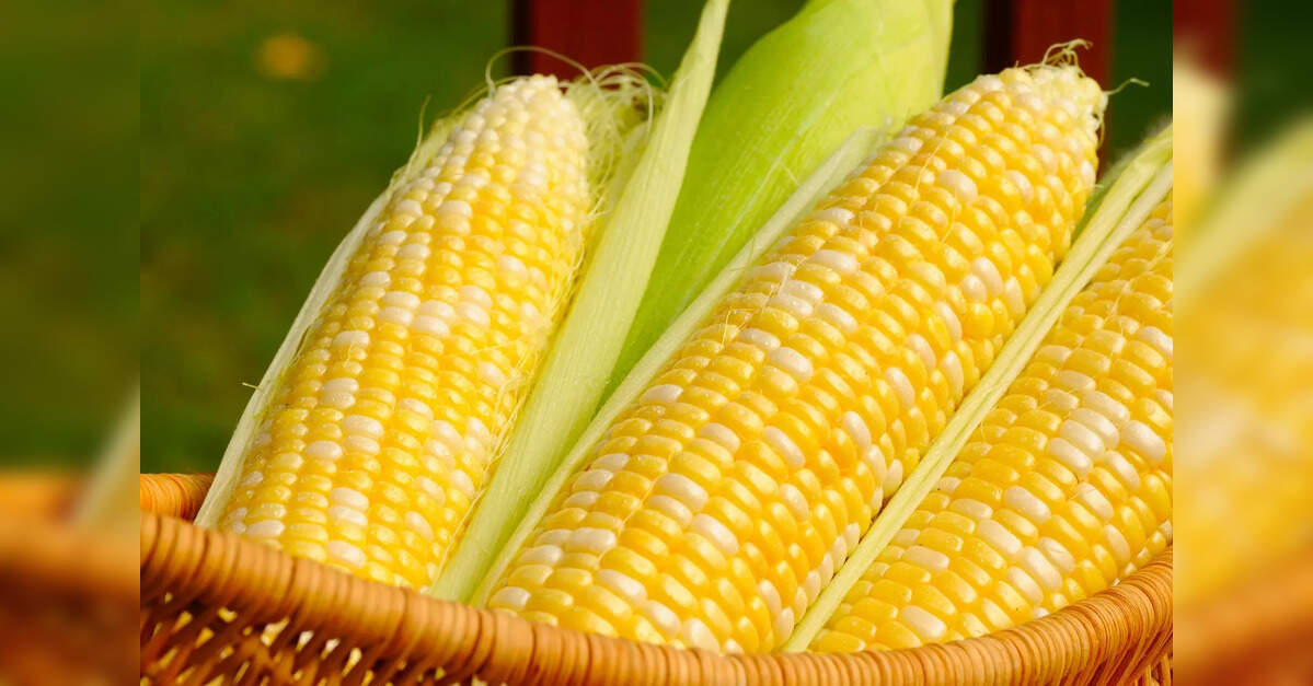 U.S. Department Of Agriculture's: USDA attache sees Brazil 2025/26 corn ...