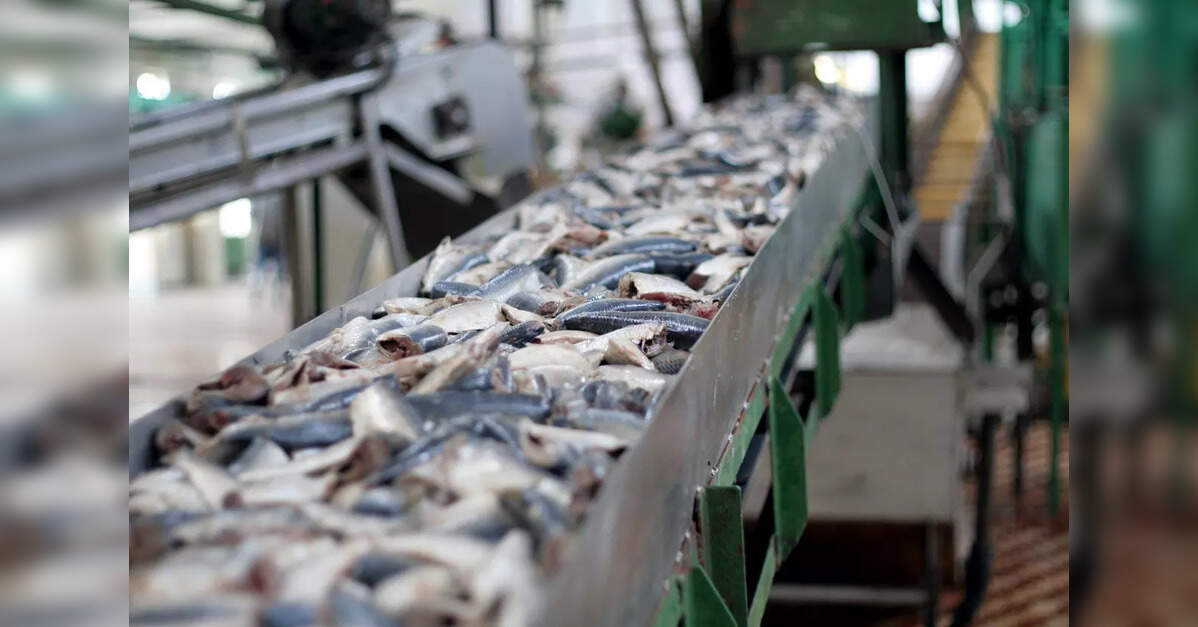 Saurashtra and Kutch: The Backbone of Gujarat's Fishing Industry ...