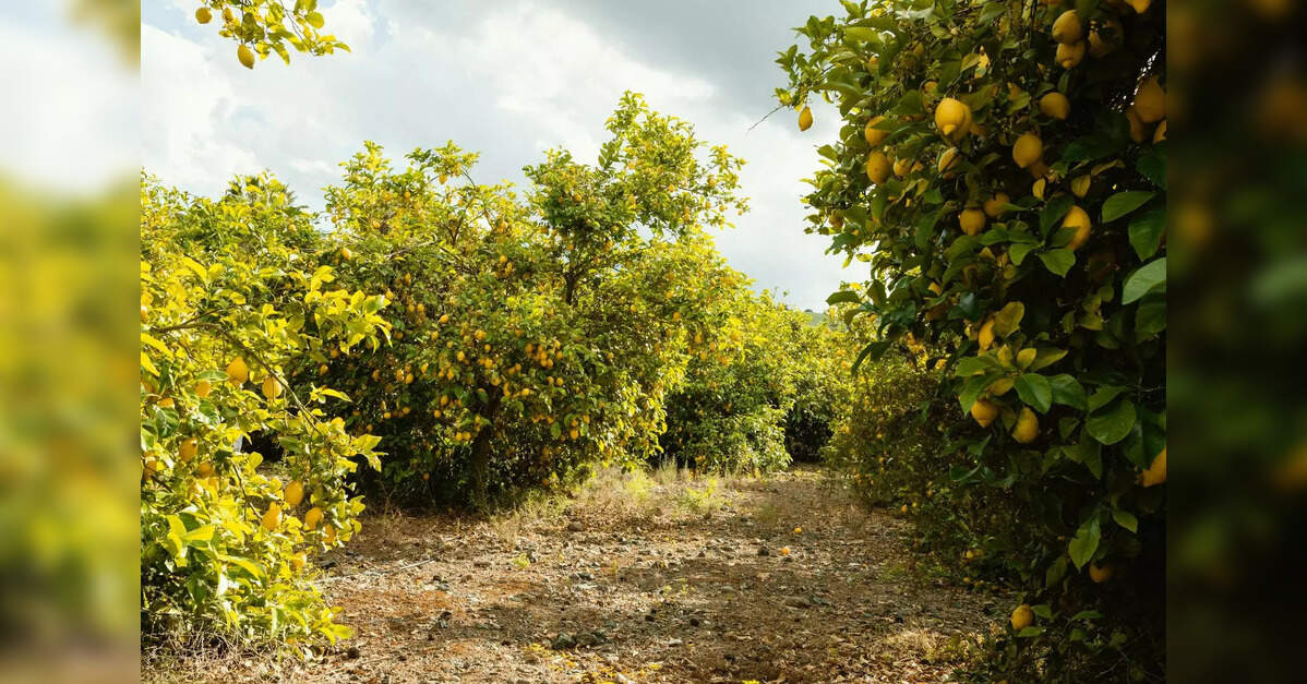 Hindustan Zinc CSR programme generates ₹192 crore in diversified farm ...