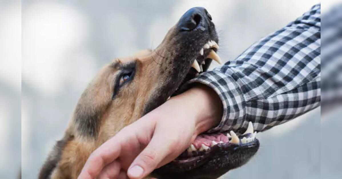 Dog attacks trigger long-term psychological trauma in victims: Study ...