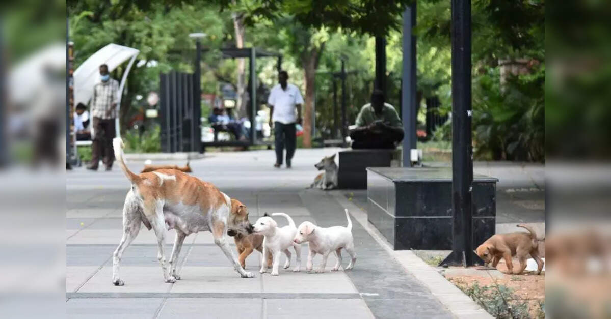 Stray Dog Control: Kanpur DM orders strict control of stray dogs in ...