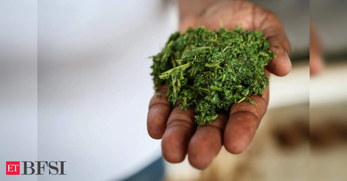 India-EU FTA opens new export avenues for Indian tea, compliance costs ...