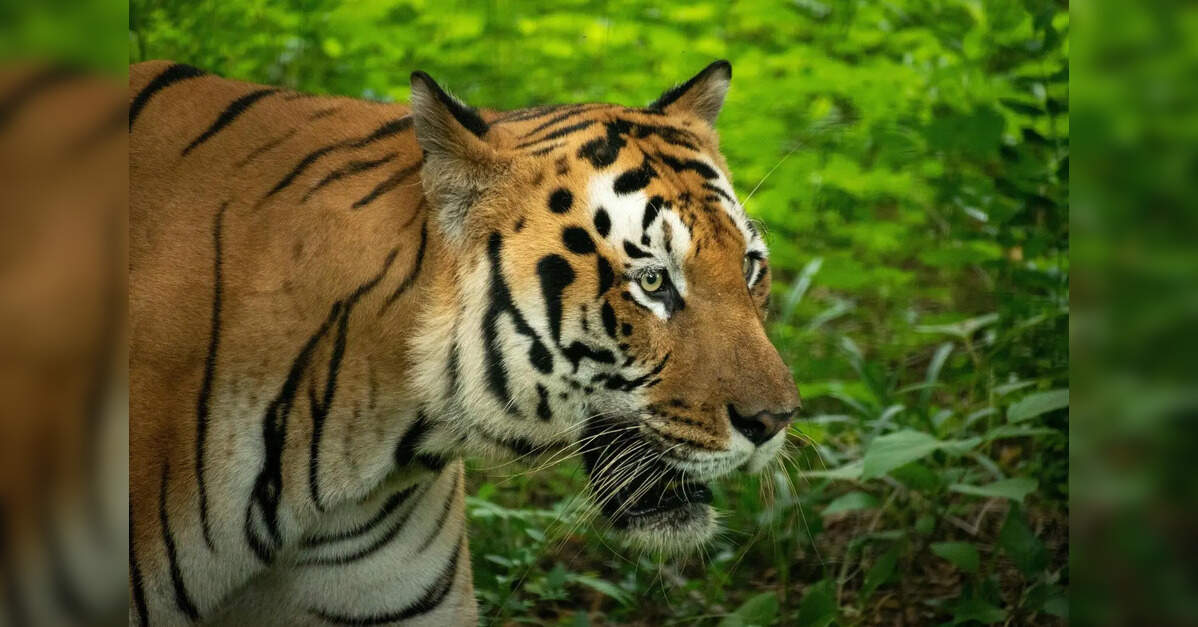 Tadoba-Andhari Tiger Reserve Sees Record Surge in Online Safari ...