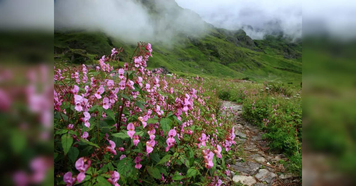 Explore the Stunning Valley of Flowers in Uttarakhand: Open for ...