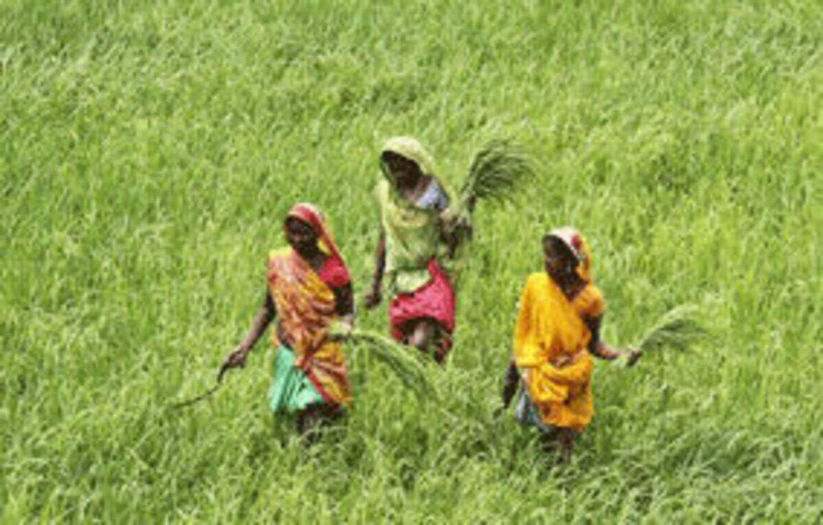 Cancer-fighter rice, grown in Bengal, Health News, ET HealthWorld