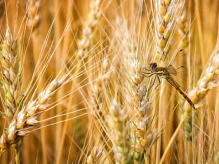 Cargill inaugurates $100 million corn milling plant in Karnataka ...