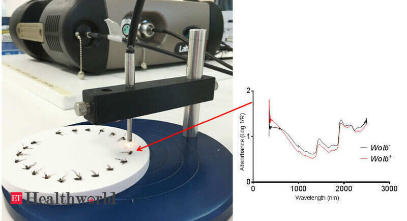 A quick and easy new method to detect Wolbachia bacteria in intact ...