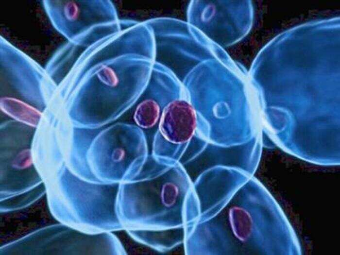 Novel harvesting method rapidly produces superior stem cells for ...