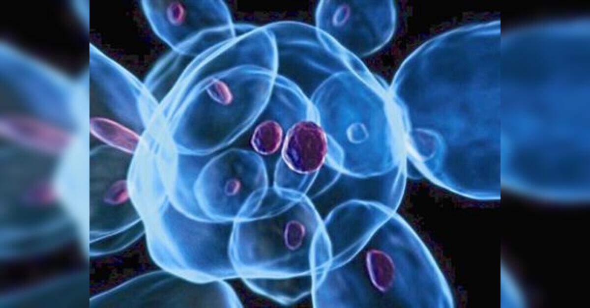 Government to demarcate 'stem cell therapy' from 'stem cell drug ...