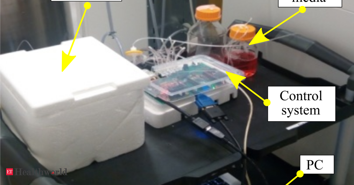 organoids: IIT Madras & MIT Scientists grow Human Brain Tissues from a ...