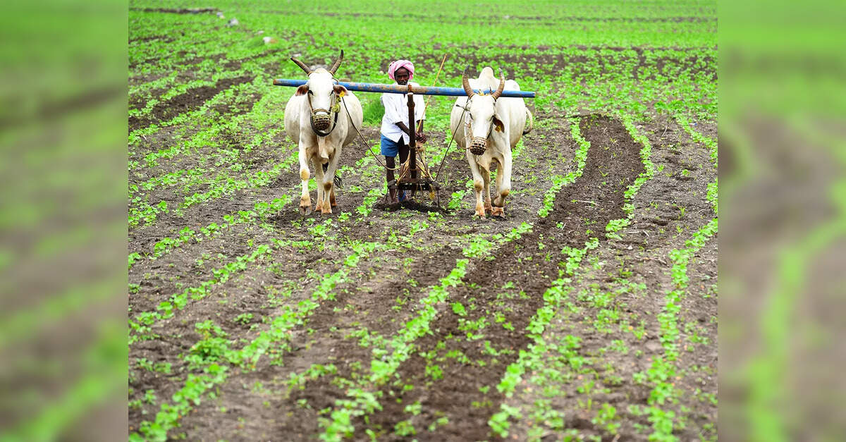 Modi Reforms: Amazon, Microsoft swoop in on India's $24 billion farming ...