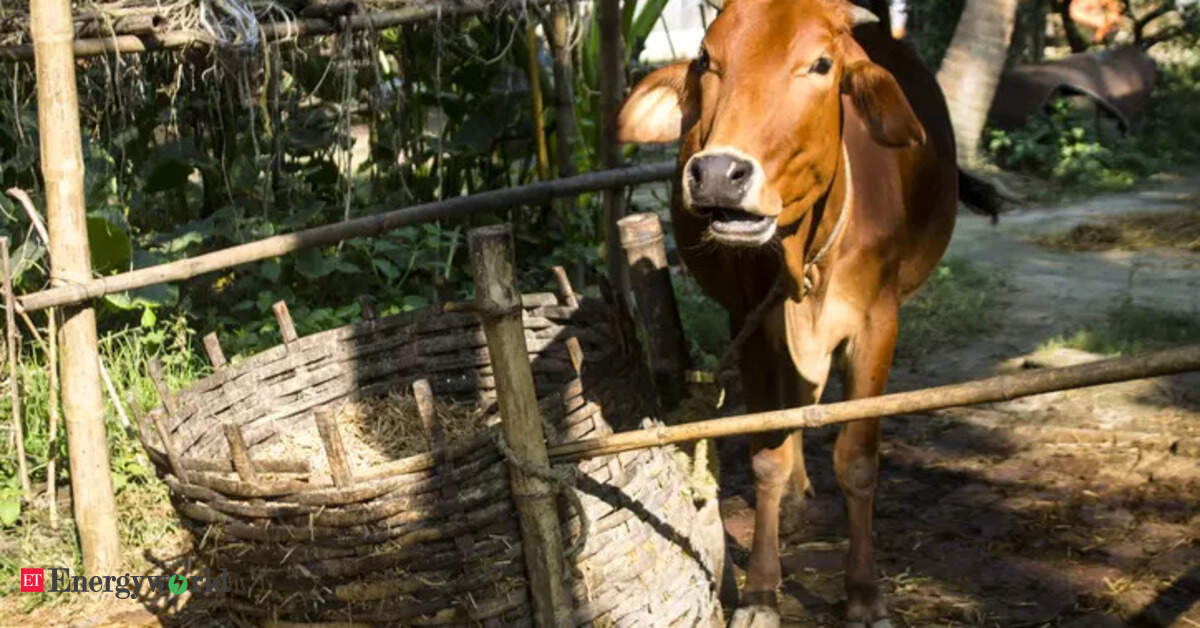 Cow Dung Energy: Cow power: Indian coal state seeks greener energy from ...