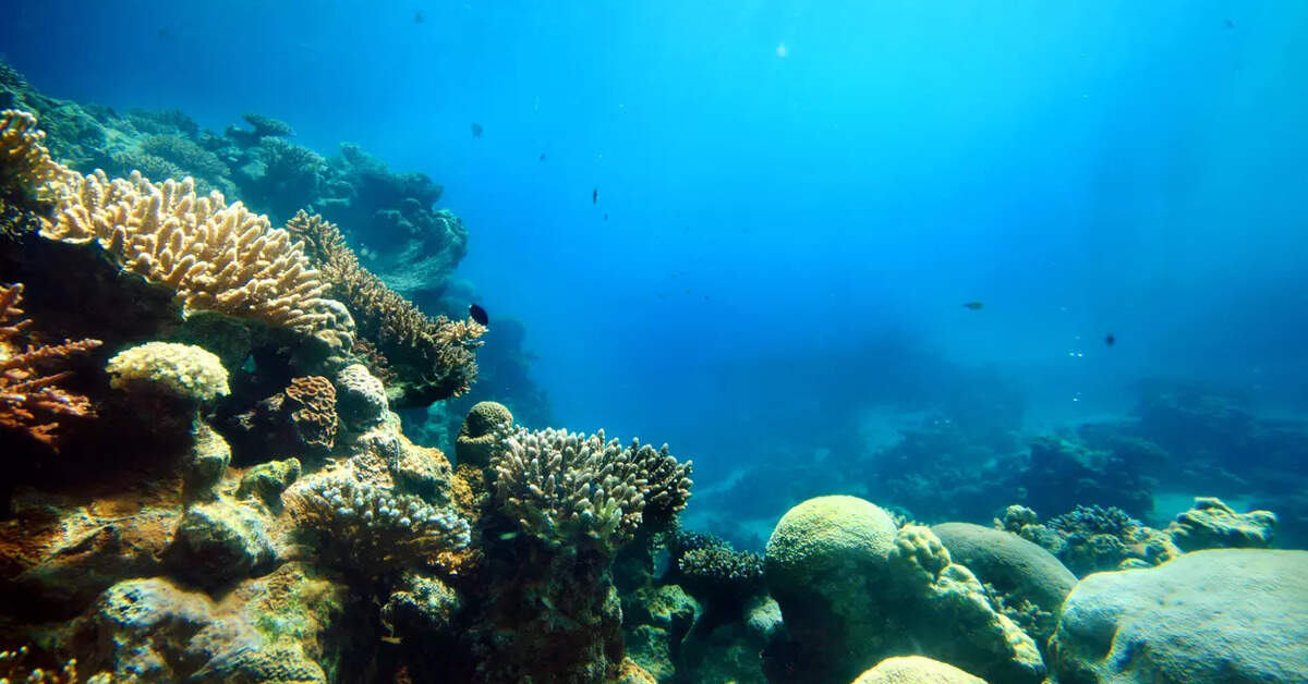 Red Sea reefs that are heat resilient offer the last stand for corals ...