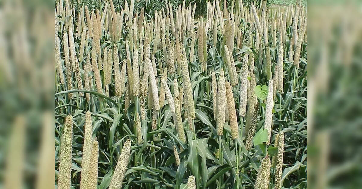 Indian Millets: Scientists working to increase shelf life of millets ...